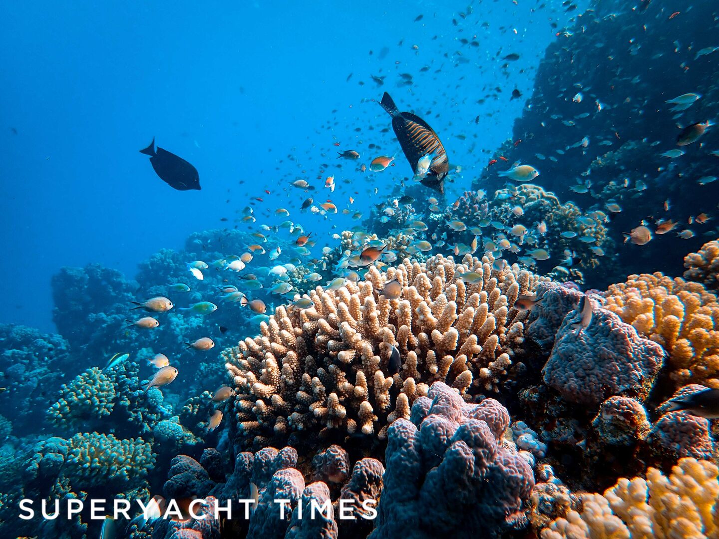 Water Revolution Foundation announces Ocean Assist Fund for ocean ...